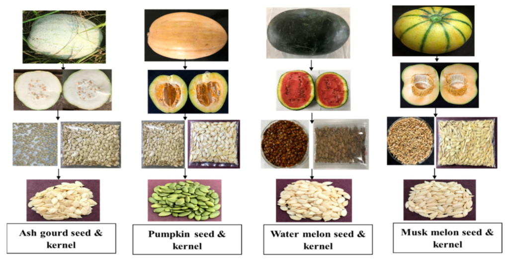 Peculiarities of melon seed consumption, their benefits and losses ...