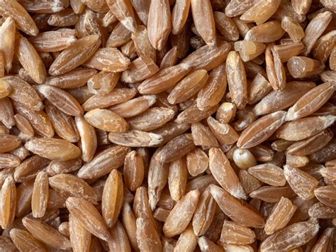 Discover the Benefits and Recipes of Spelt | Your Guide to this Ancient ...