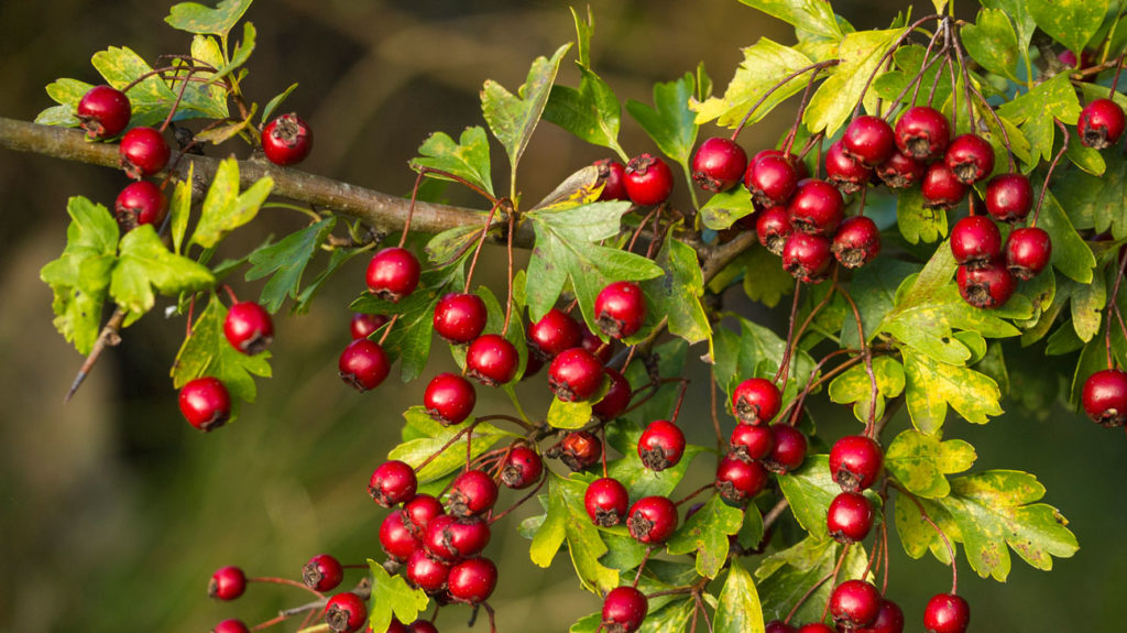 How does hawthorn benefit the human body? - KFC Menu